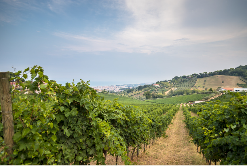 Tenuta Terraviva Trebbiano d'Abruzzo Mario's 49 2021 – wine4u